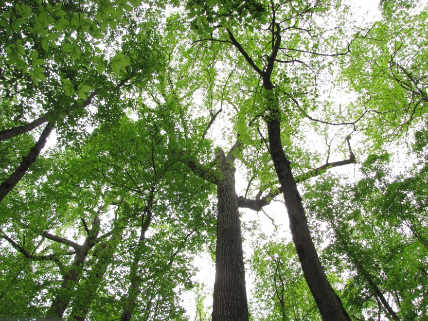 What Is Akron’s Urban Tree Canopy, and How Does it Grow? | Good Place Akron